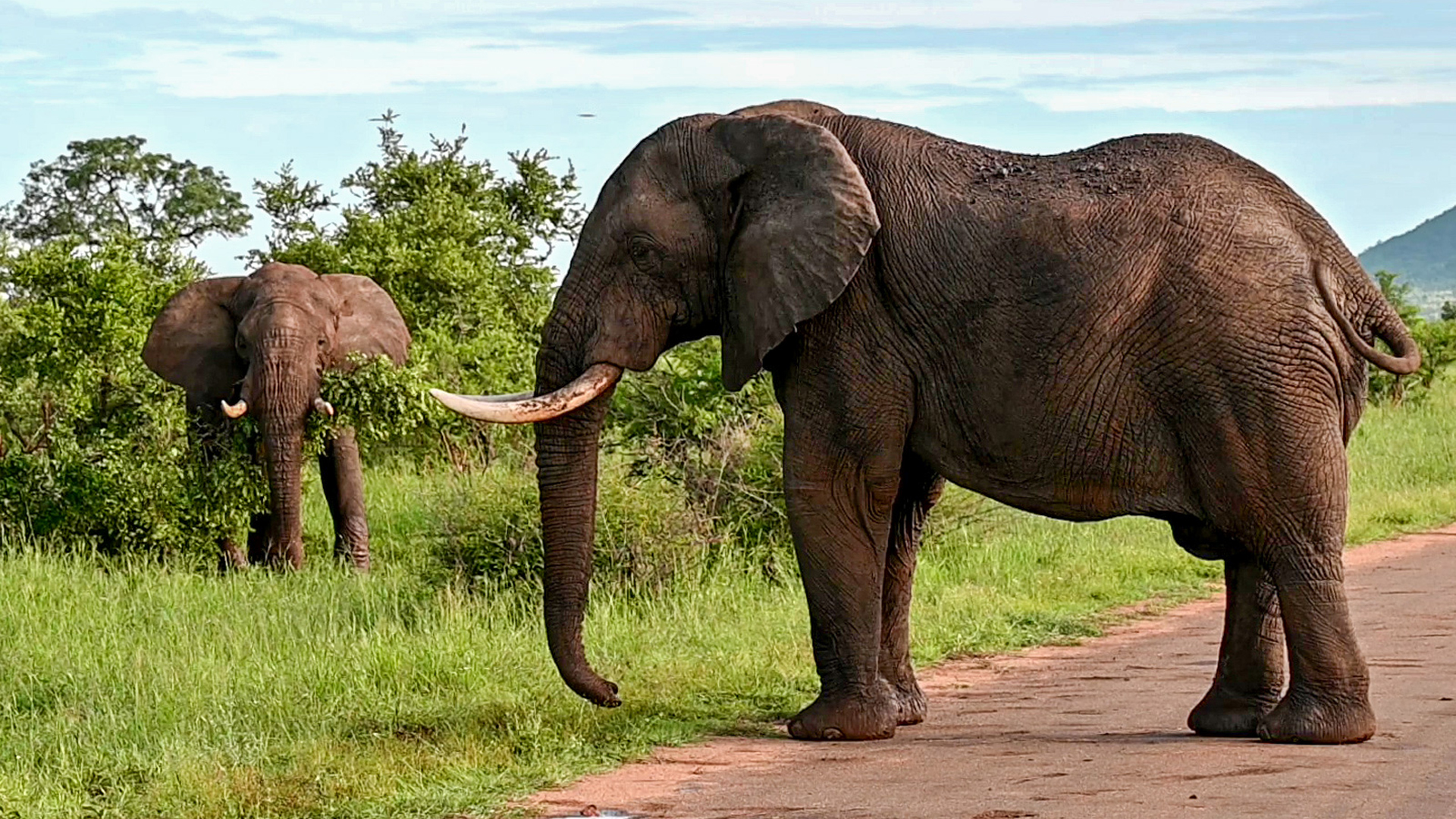 Elephant Hides Behind a Tree from Tourists