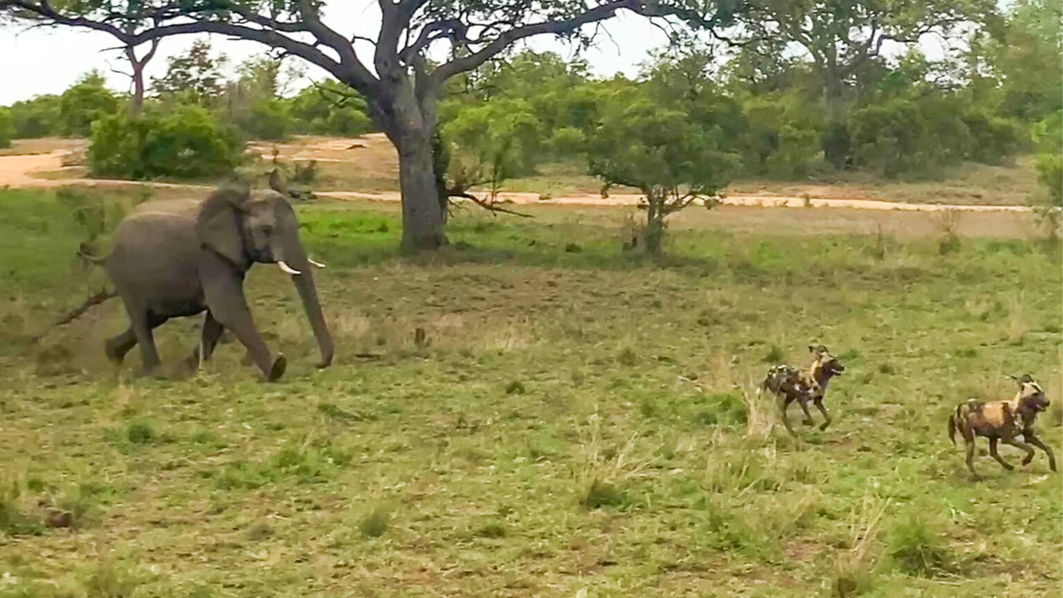 Elephant Charges at Wild Dogs and Sends Them Running