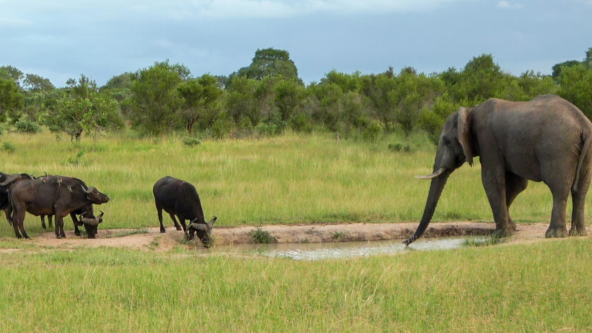 Tense Standoff Between Elephant and Buffalo Herd at Watering Hole