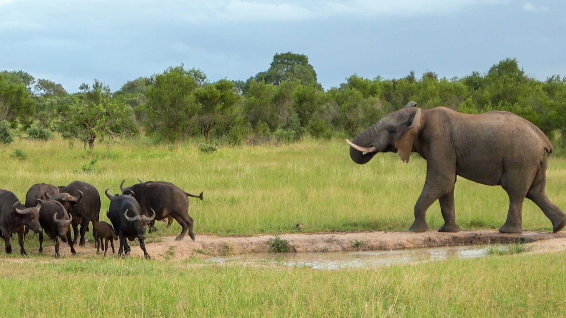 Tense Standoff Between Elephant and Buffalo Herd at Watering Hole
