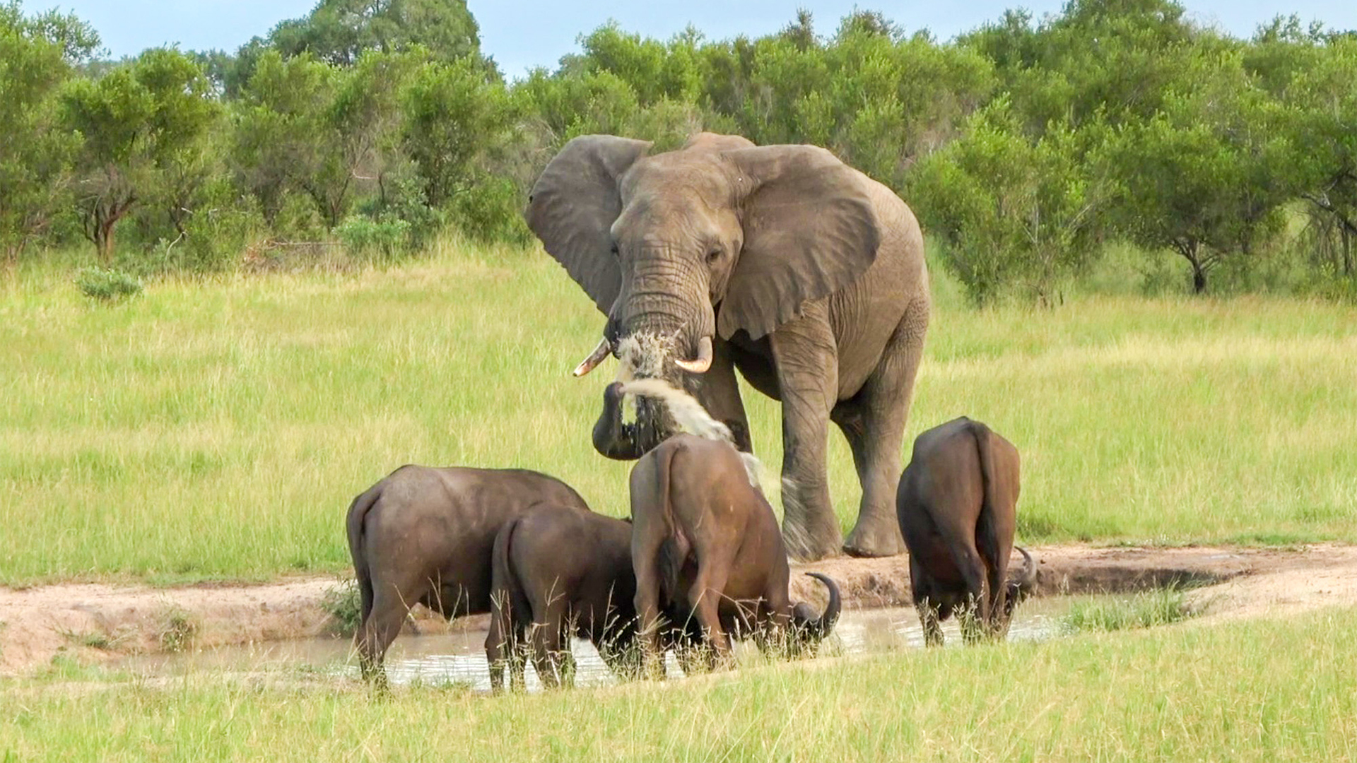 Tense Standoff Between Elephant and Buffalo Herd at Watering Hole