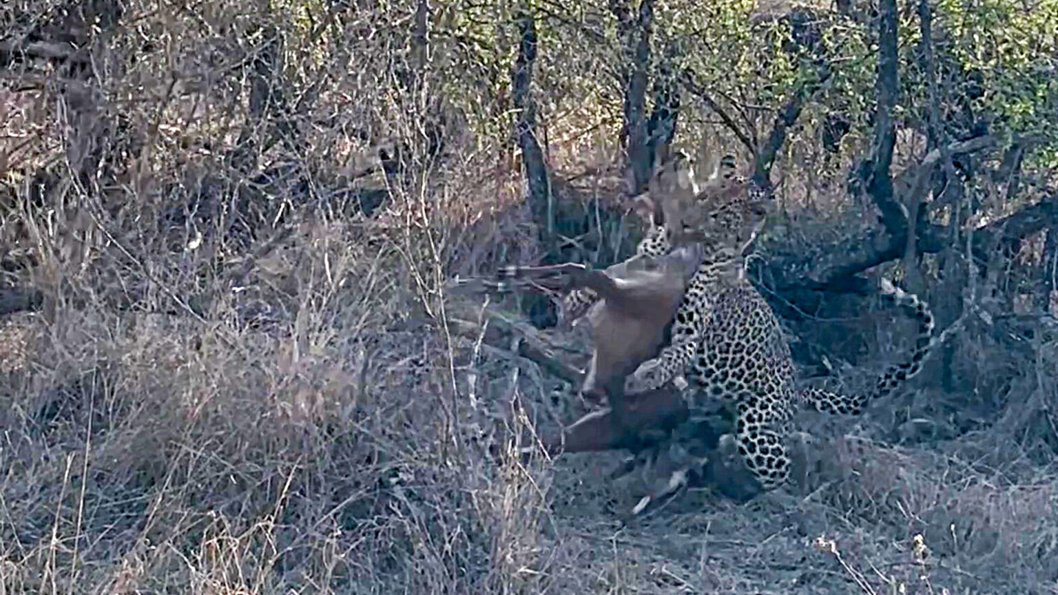 Bold Leopard Chases Off a Herd of Buffalo
