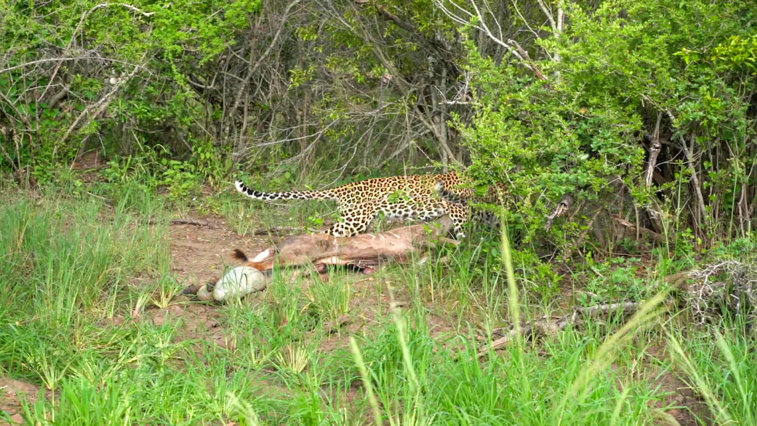 Pride of Lions Seizes Carcass from Leopard and Cub in Bold Encounter