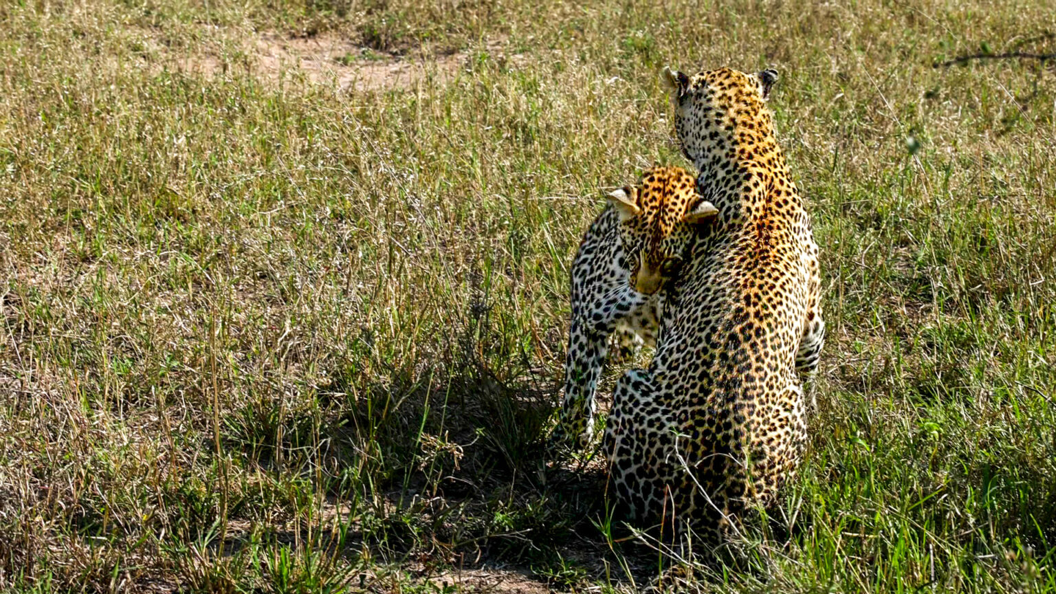 A Heartwarming Reunion Between Two Leopards