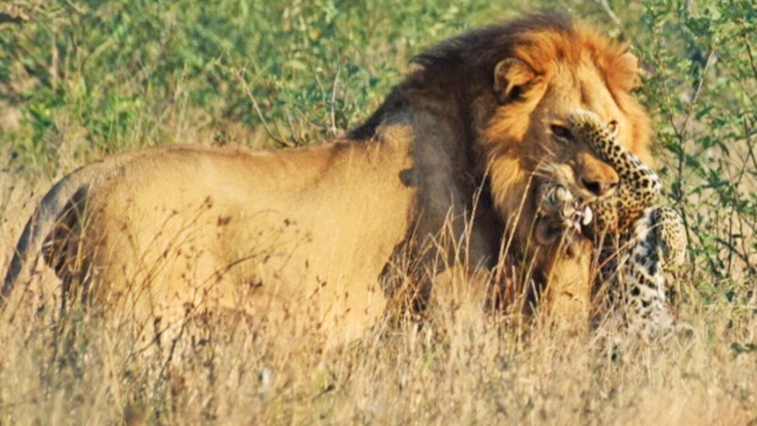 Lion Catches Leopard Cub While Mother Watches Helplessly