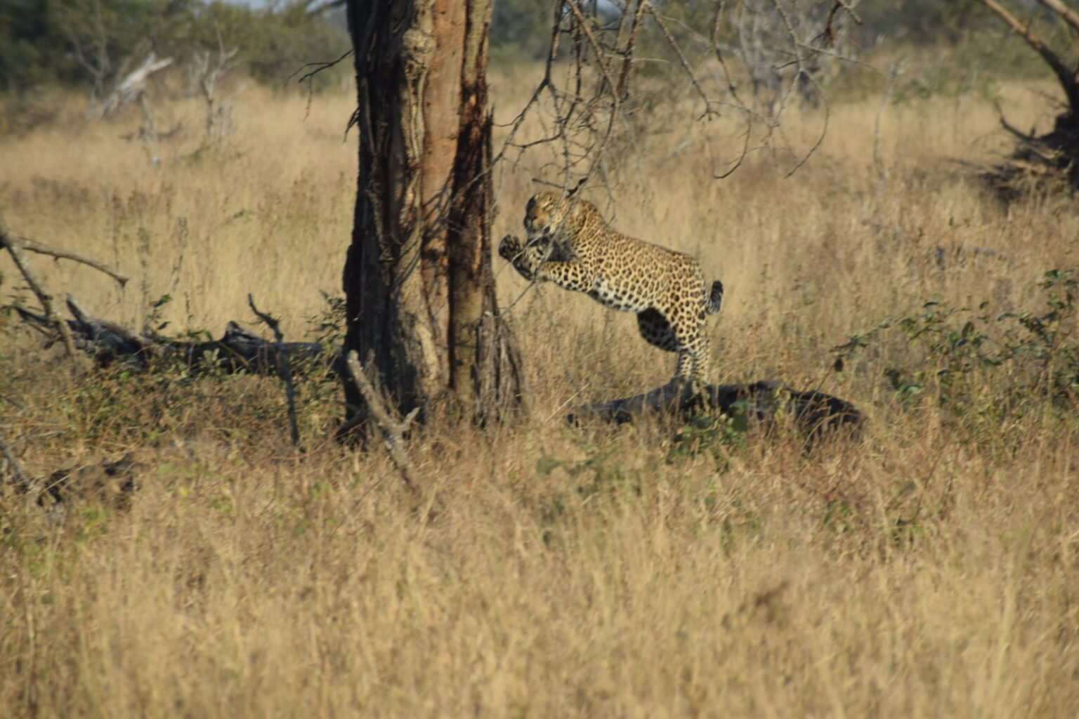 Lion Catches Leopard Cub While Mother Watches Helplessly