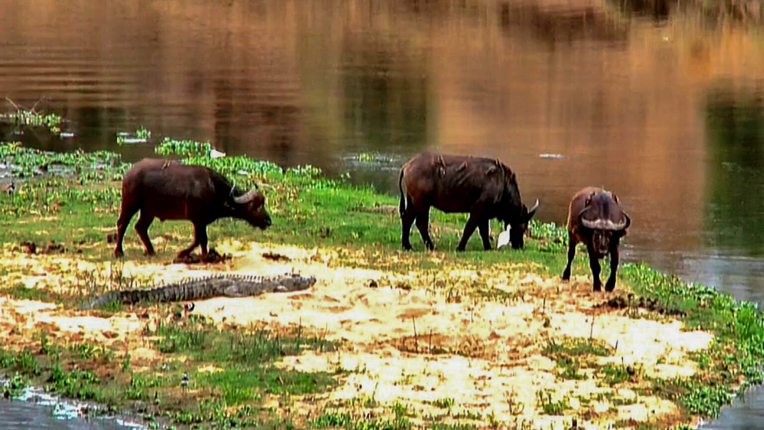 Brave Buffalo Goes in for Kiss on Sleeping Crocodile