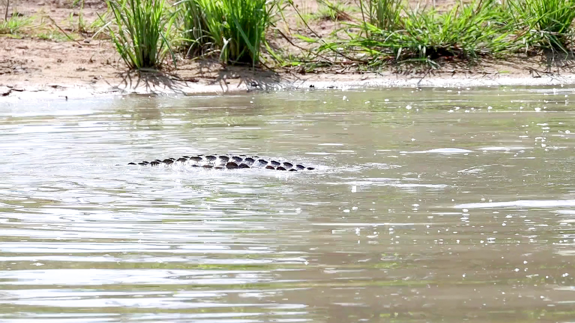 Crocodile Destroys Impala In Water