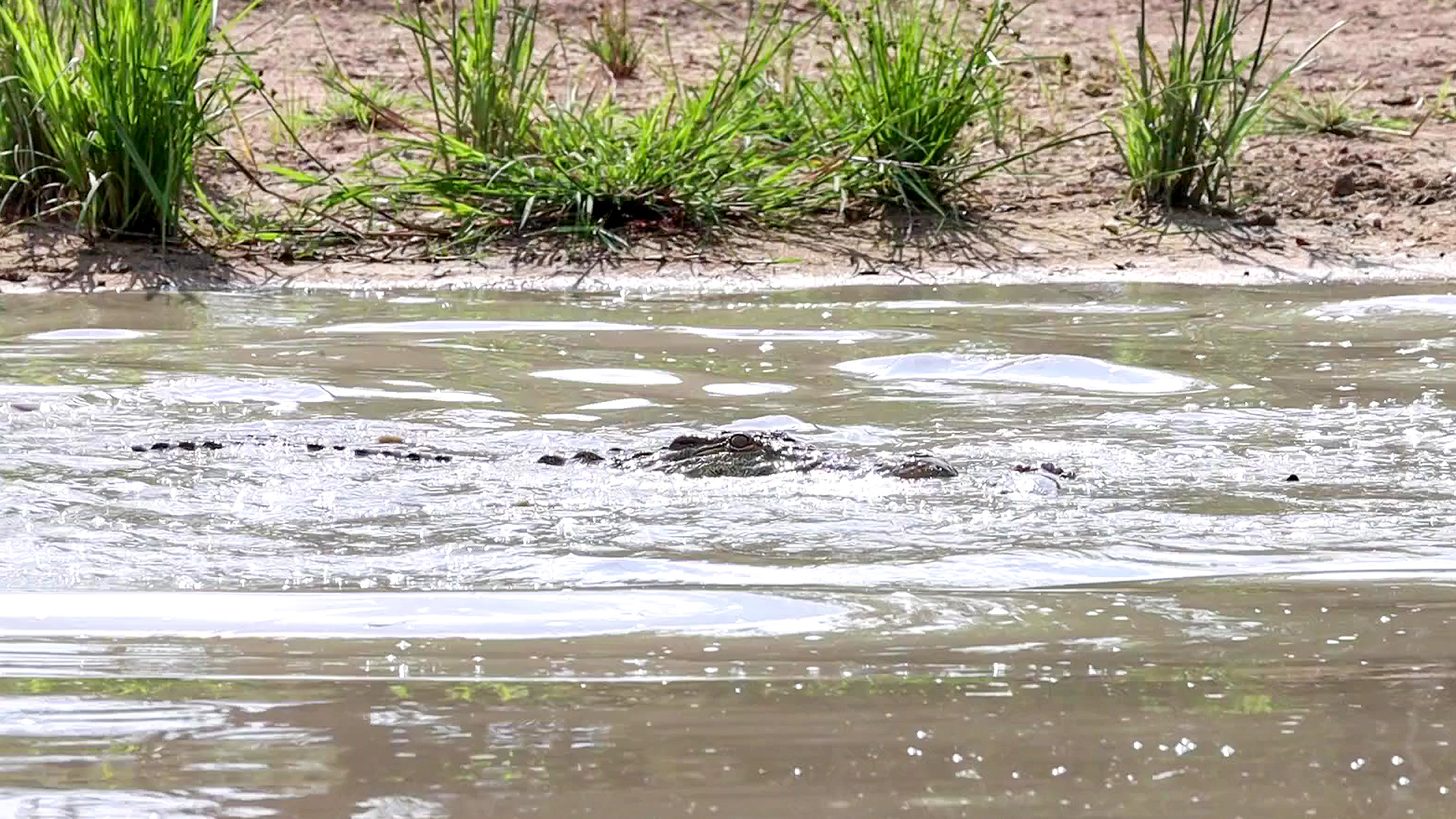 Crocodile Destroys Impala In Water