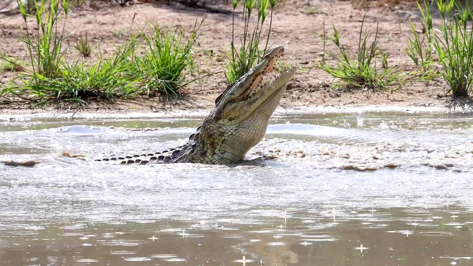 Crocodile Destroys Impala In Water