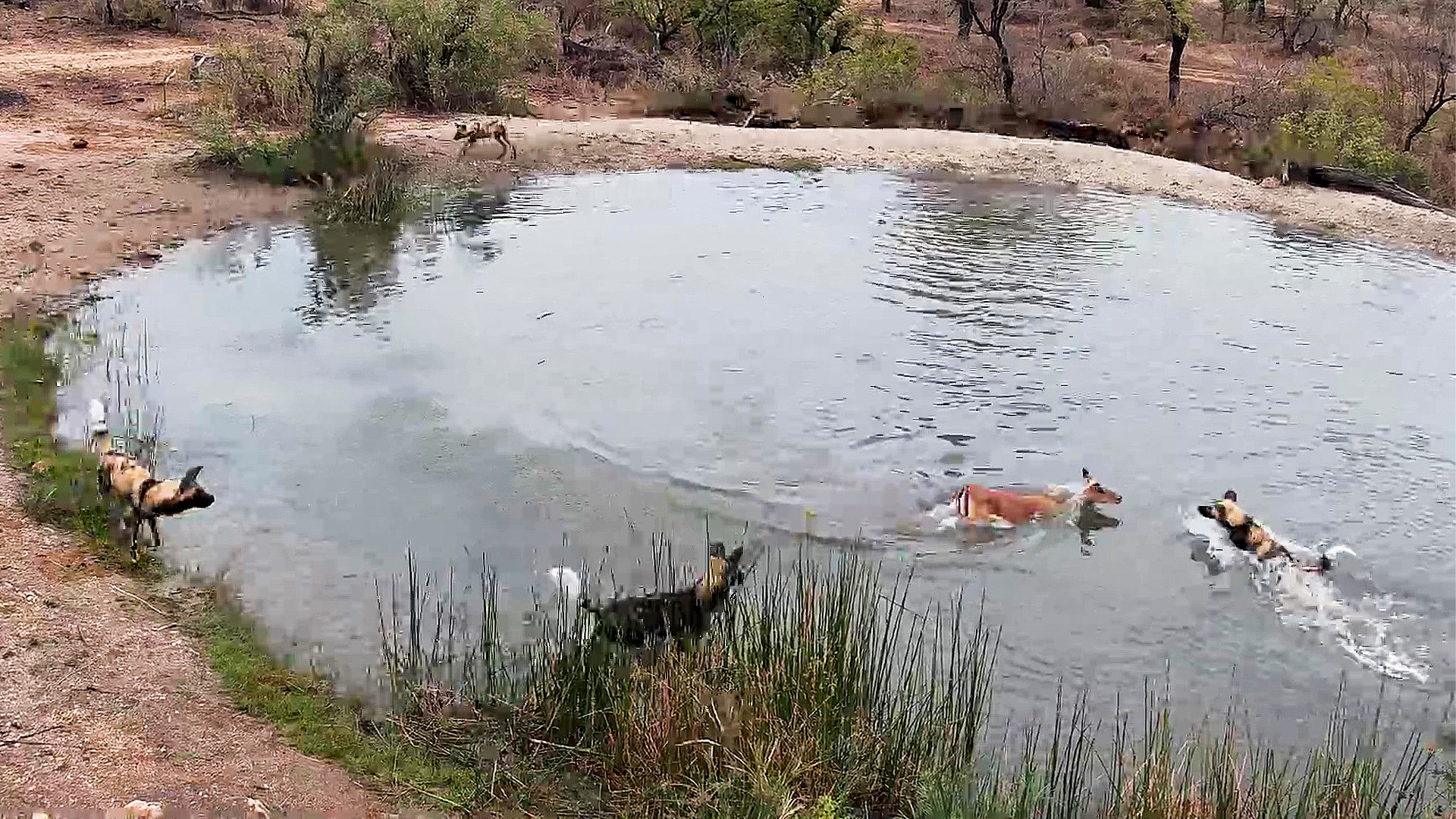 Wild Dogs Catch Swimming Impala in Dramatic Dam Chase