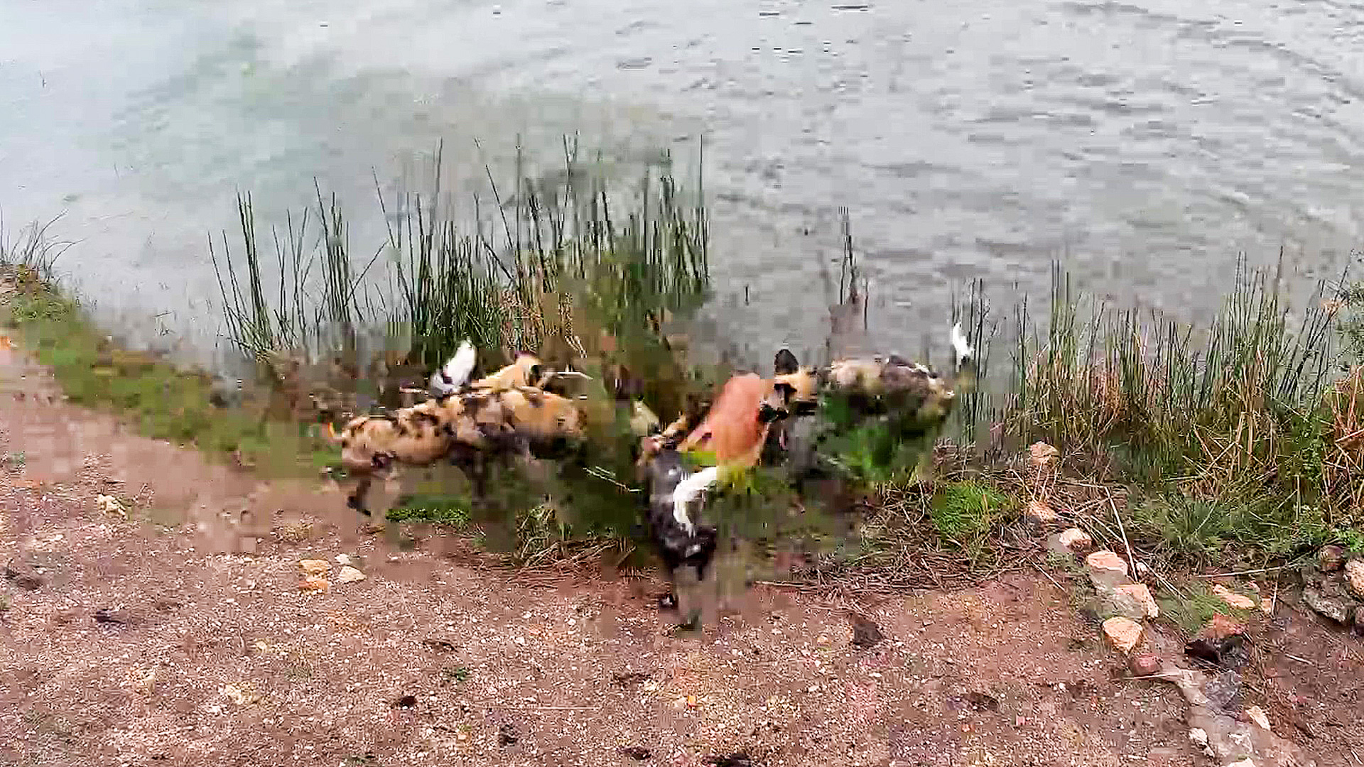 Wild Dogs Catch Swimming Impala in Dramatic Dam Chase