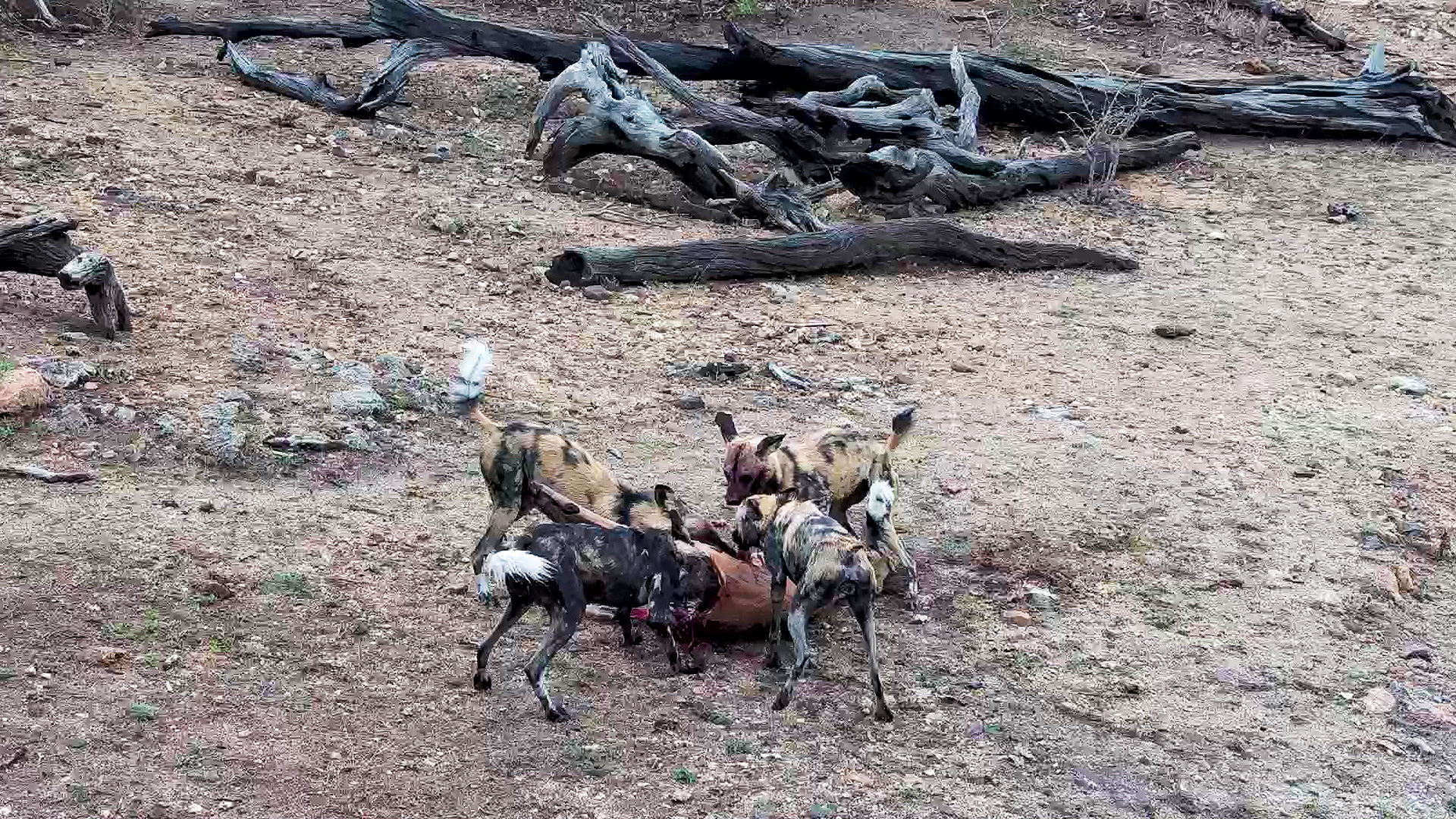 Wild Dogs Catch Swimming Impala in Dramatic Dam Chase