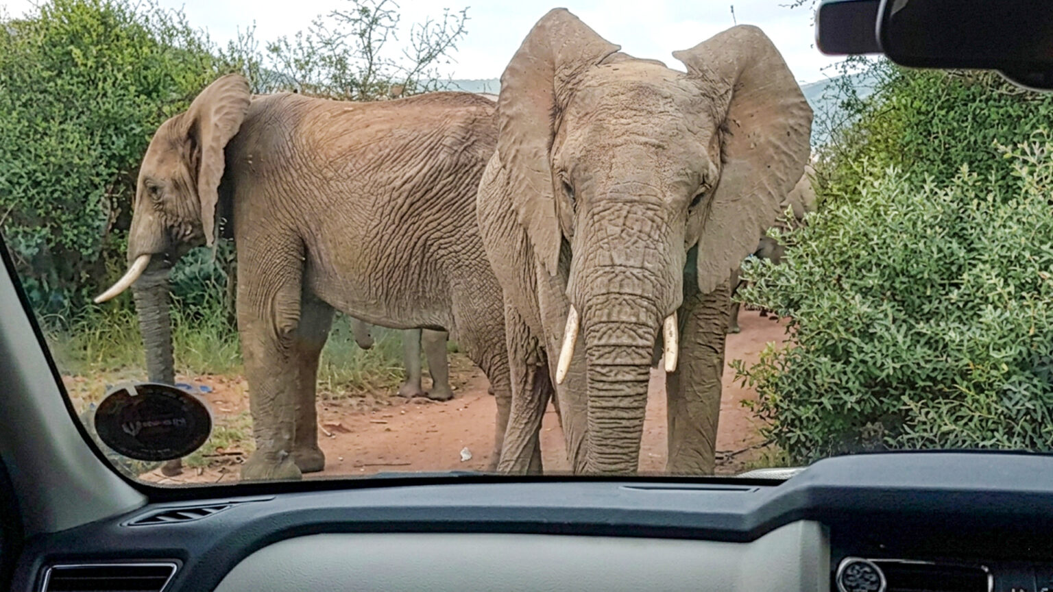 Watch This Car Get Stuck Between Two Elephant Herds On A Narrow Bridge