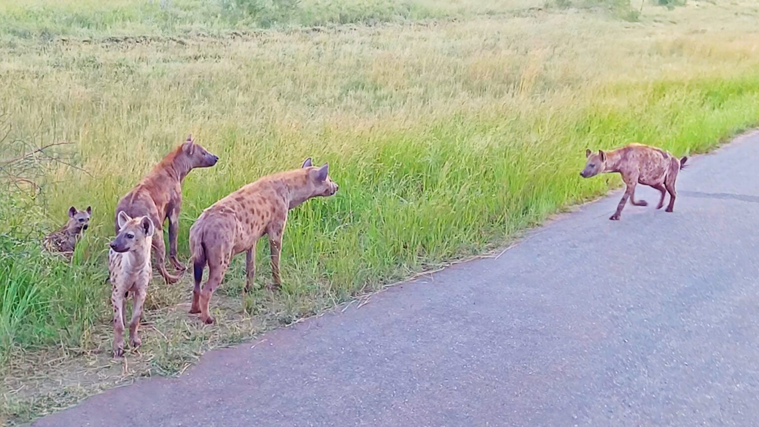 Watch As This Hyena Family Has a Cute Roadside Reunion