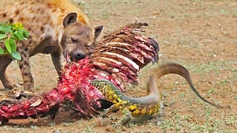 Watch As This Lizard Slaps This Hyena!