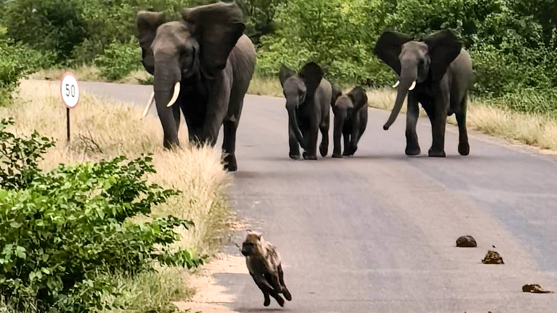 Brave Baby Elephants Protect Their Parents from Hyenas