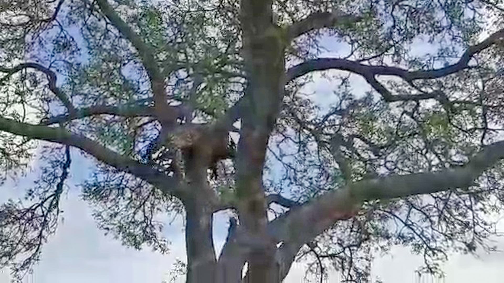 Hyena Shares a Meal with a Hungry Leopard