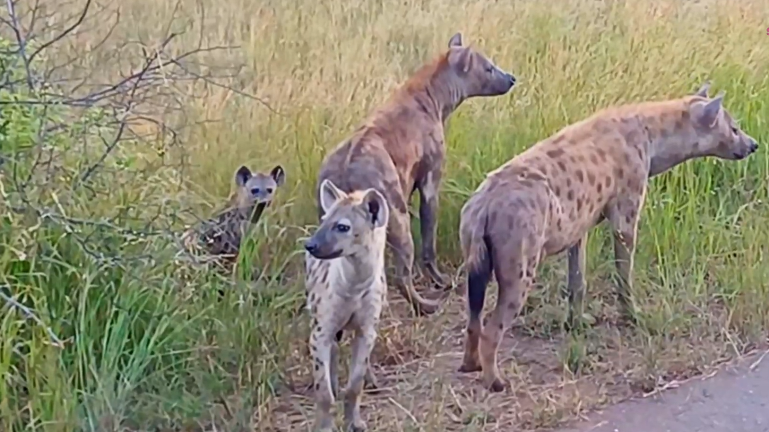 Watch As This Hyena Family Has a Cute Roadside Reunion