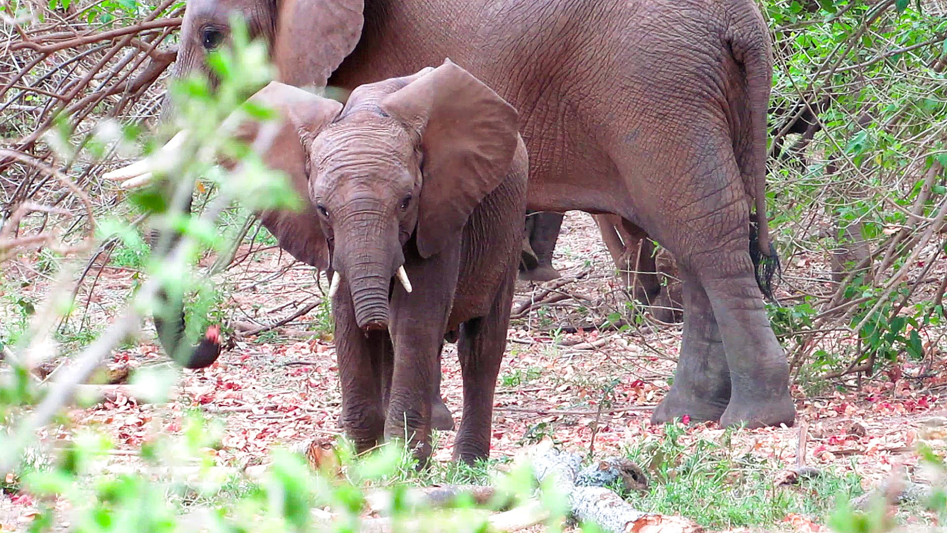 Watch A Resilient Young Elephant Learn to Adapt to Deformed Trunk