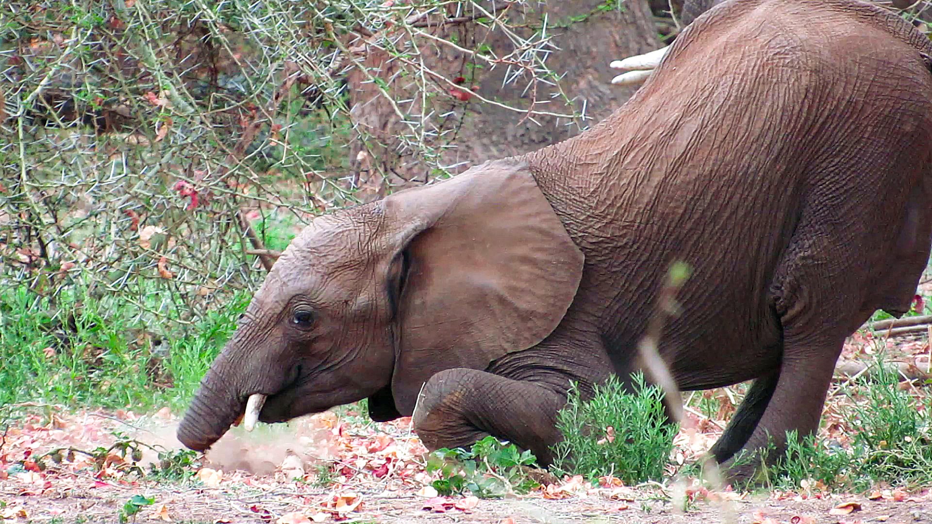Watch A Resilient Young Elephant Learn to Adapt to Deformed Trunk