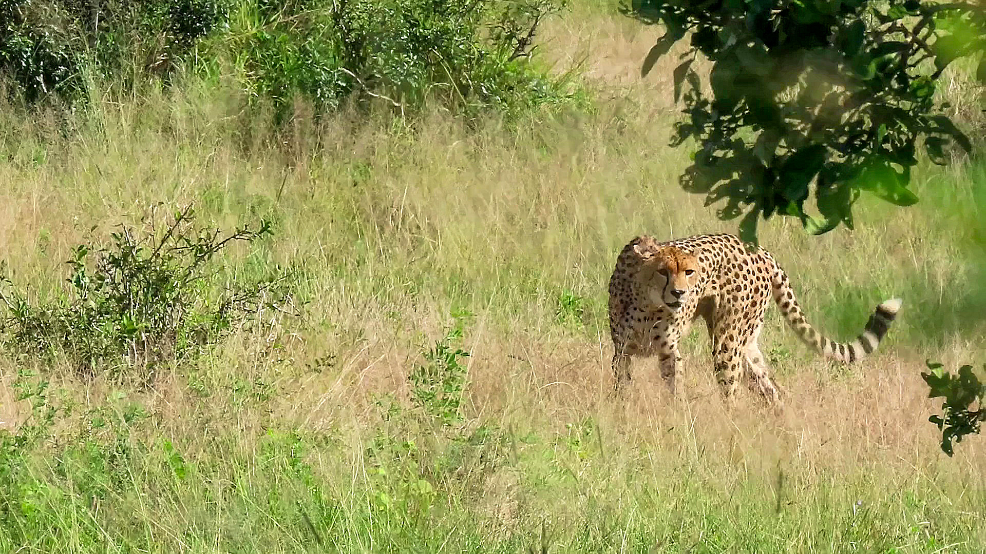 Seven Playful Cheetah Cubs Tumble Through the Bush Behind Mom
