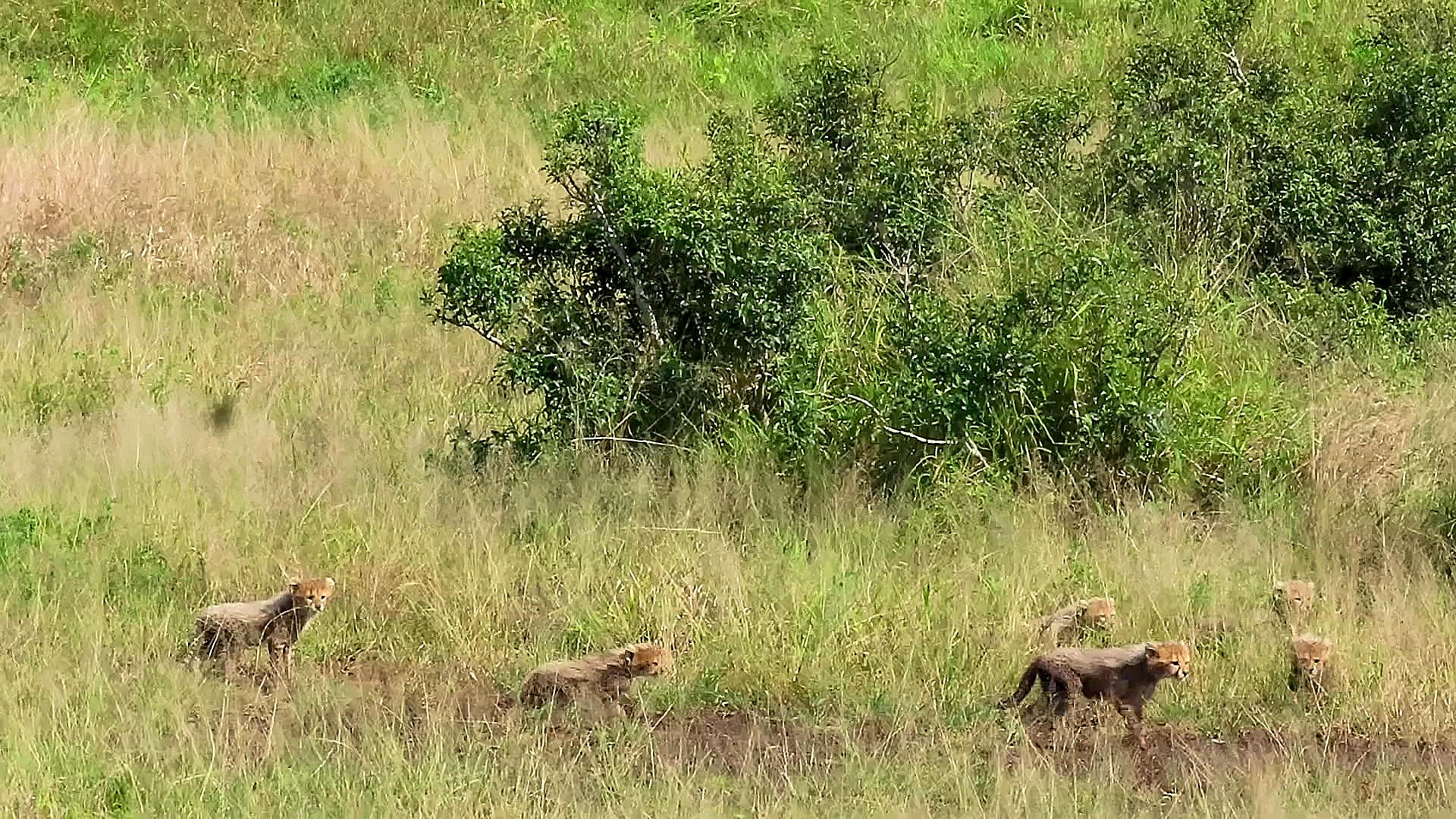 Seven Playful Cheetah Cubs Tumble Through the Bush Behind Mom