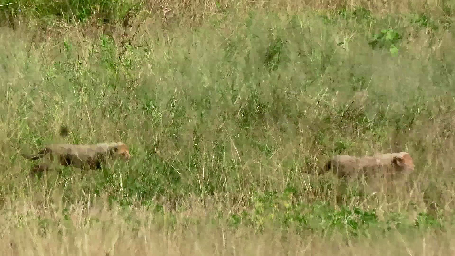 Seven Playful Cheetah Cubs Tumble Through the Bush Behind Mom