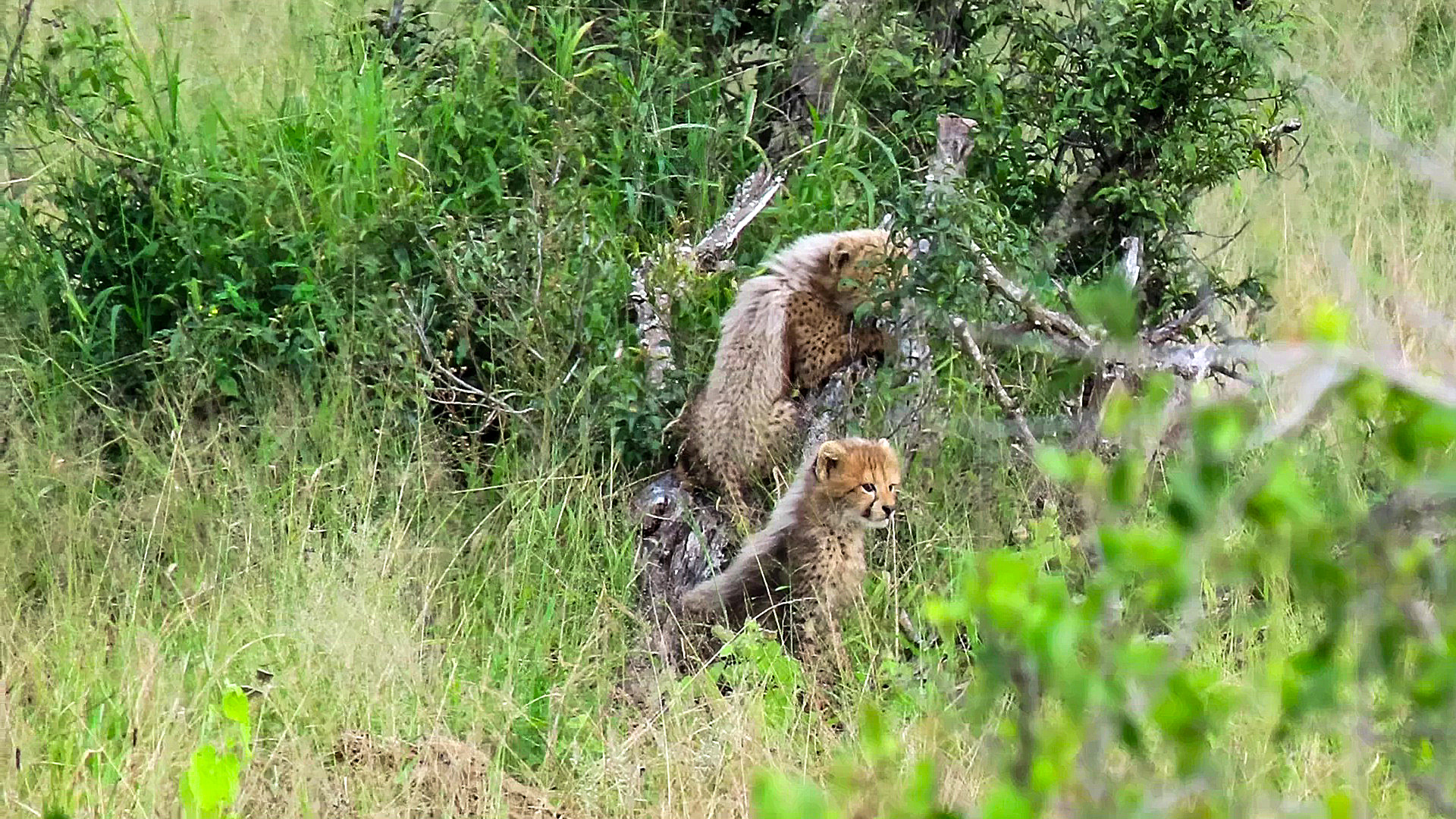 Seven Playful Cheetah Cubs Tumble Through the Bush Behind Mom