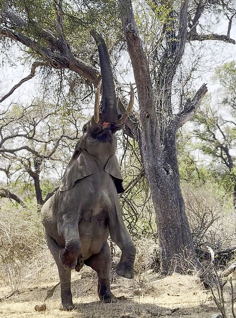 Watch This Elephant Put On a Circus Show to Reach Leaves Too High Up