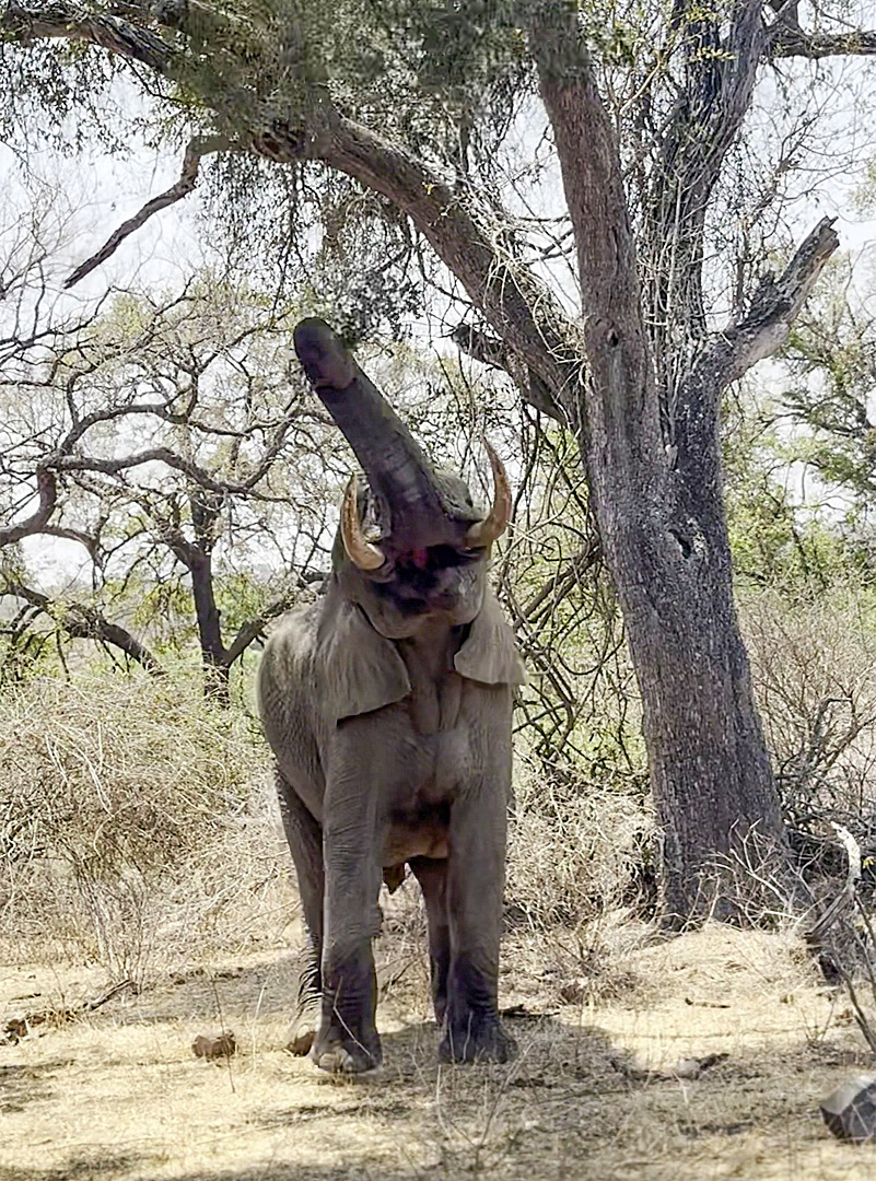 Watch This Elephant Put On a Circus Show to Reach Leaves Too High Up