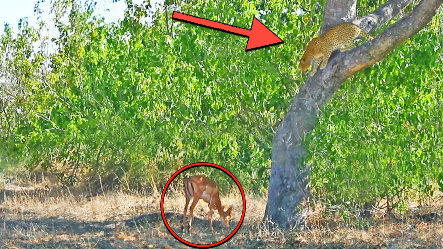 Watch This Leopard Ambush an Impala From a Tree Above