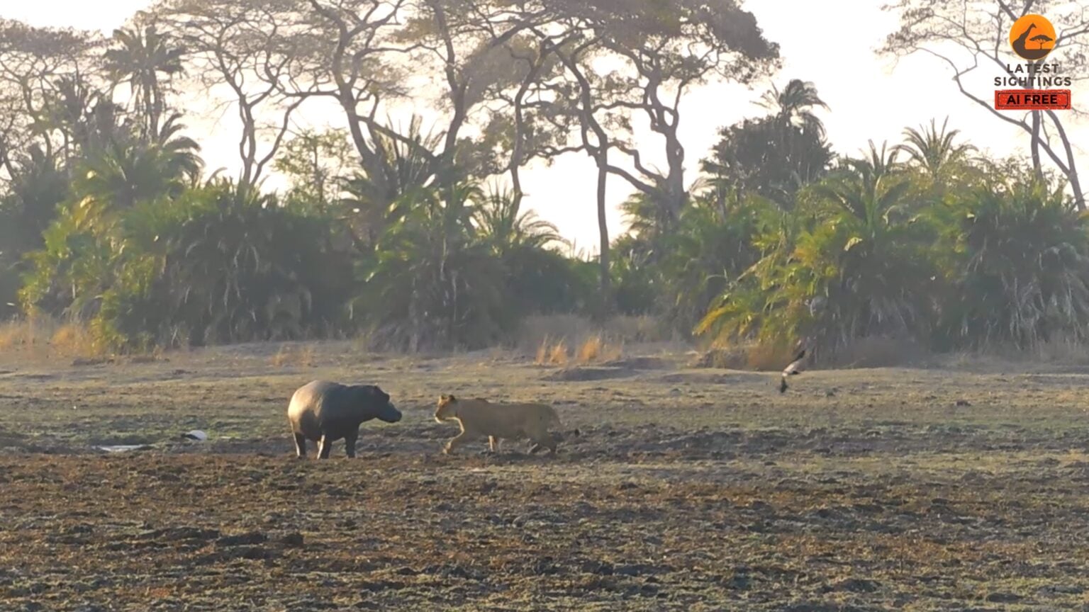 Young Hippo Trapped on Land Bashes Through 6 Lions to Escape
