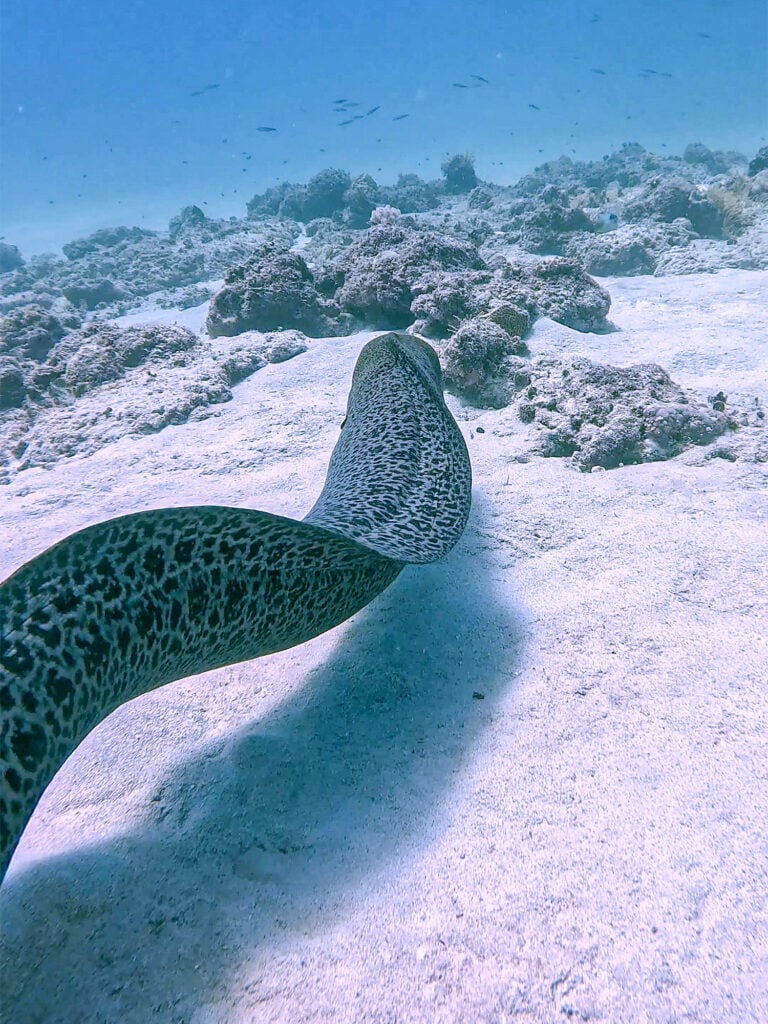 Huge Eel Cleverly Hunts Another Eel