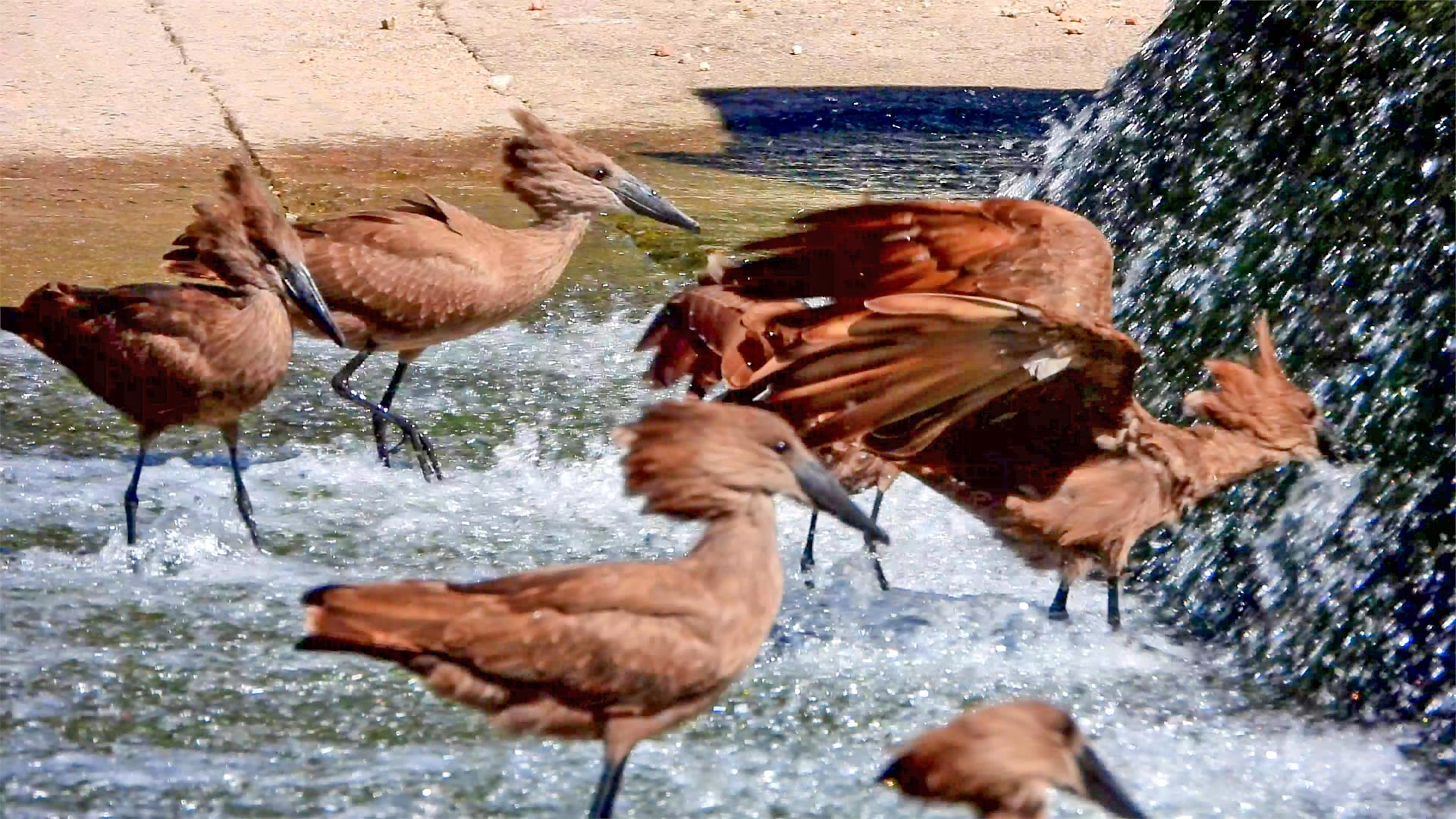 Watch These Hammerkops Gather to Catch Fish