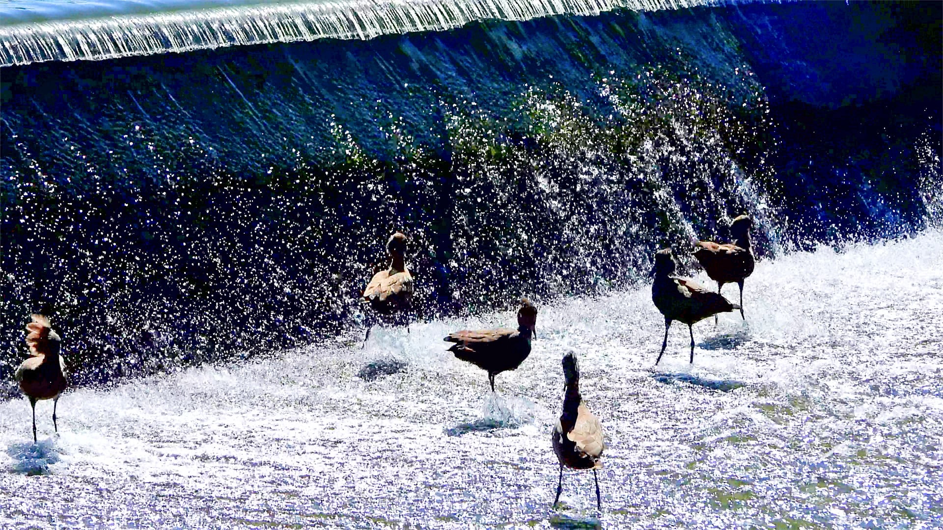 Watch These Hammerkops Gather to Catch Fish