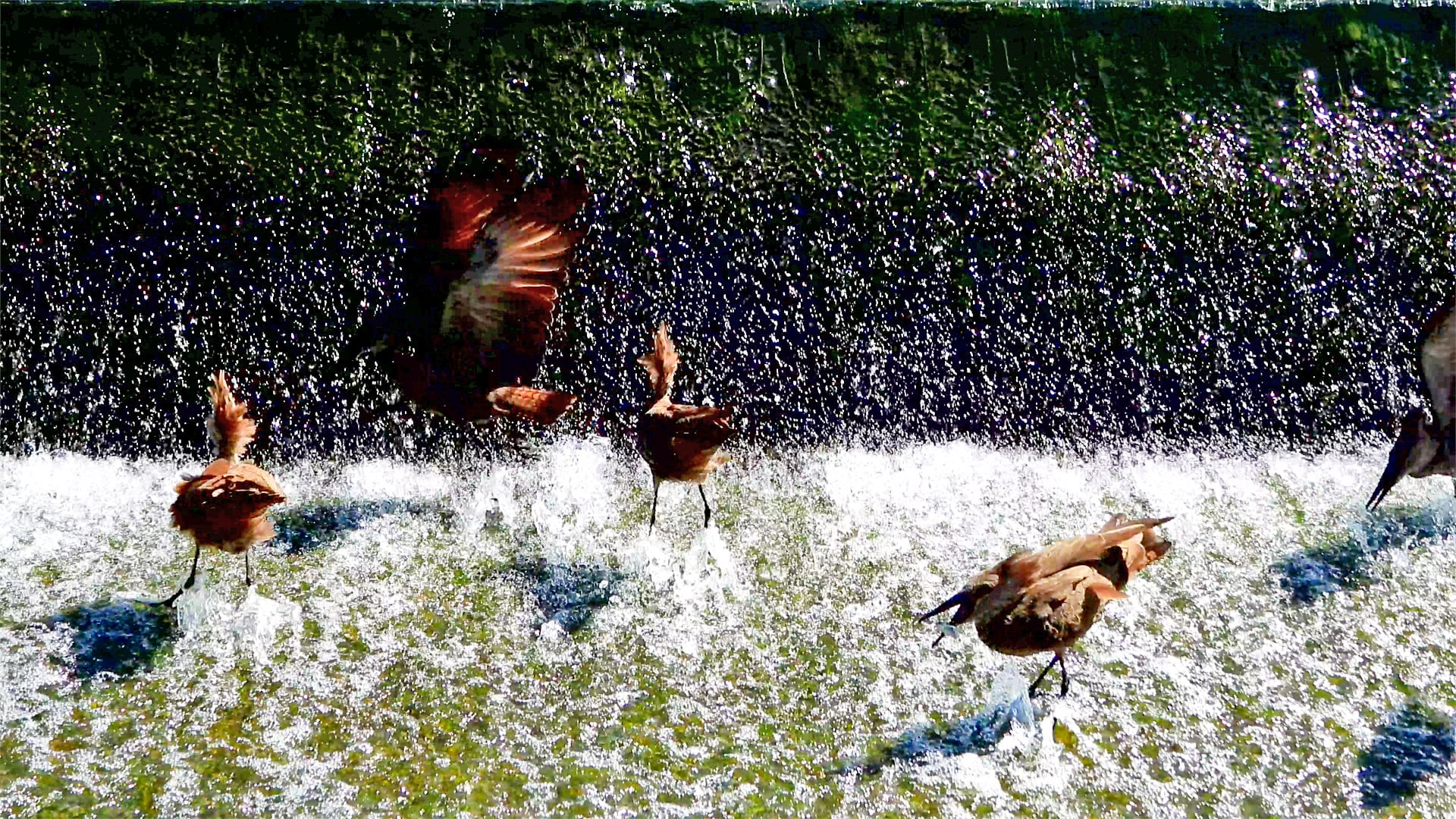 Watch These Hammerkops Gather to Catch Fish