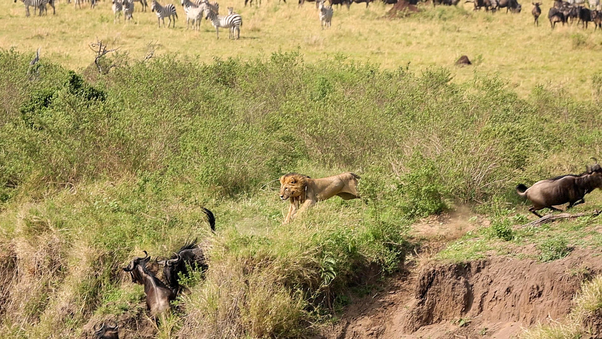 Watch This Lion Surprise Take Down a Wildebeest Off A Cliff!