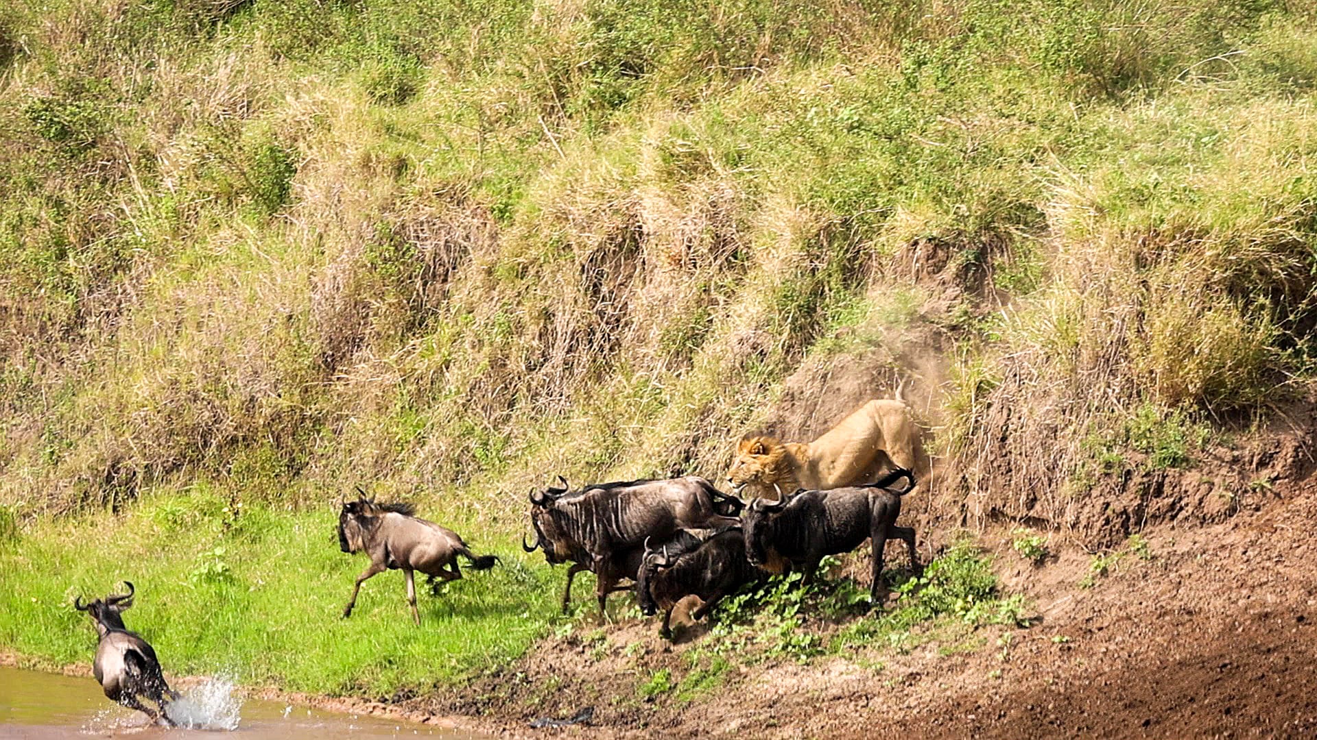 Watch This Lion Surprise Take Down a Wildebeest Off A Cliff!