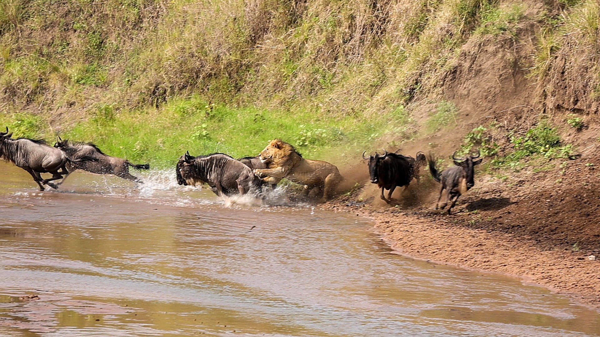 Watch This Lion Surprise Take Down a Wildebeest Off A Cliff!